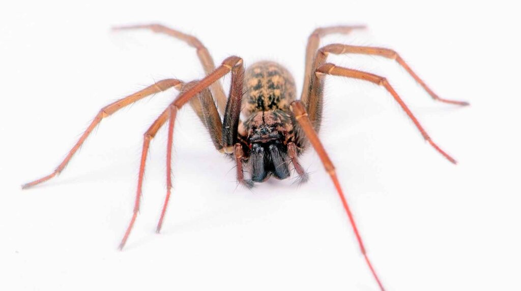 Husedderkop » Øens Skadedyrsservice