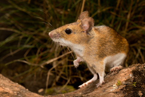 Halsbåndsmus » Øens Skadedyrsservice